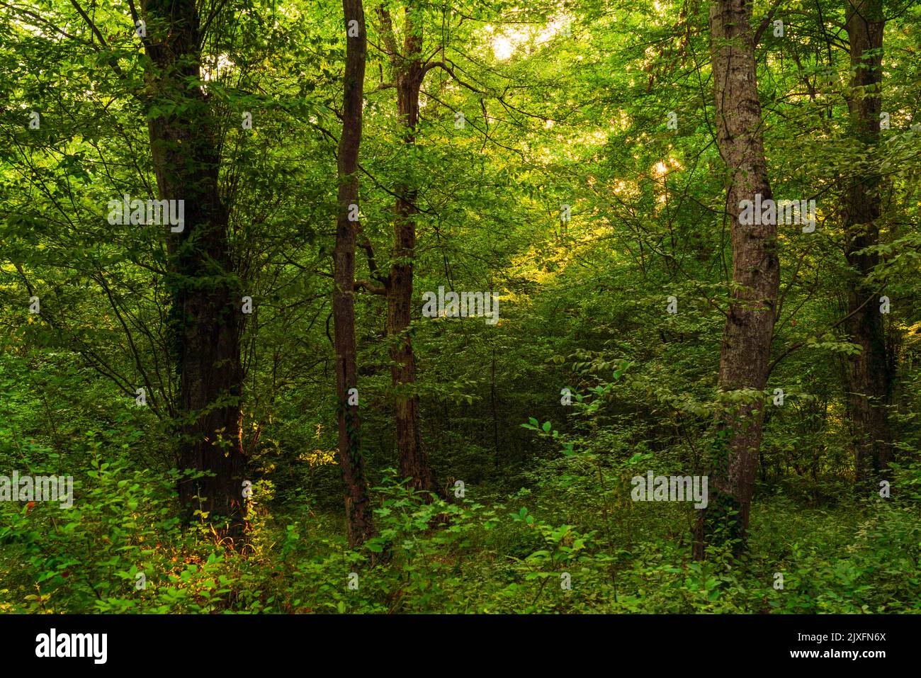 Sun beams through thick trees branches in dense green forest Stock ...