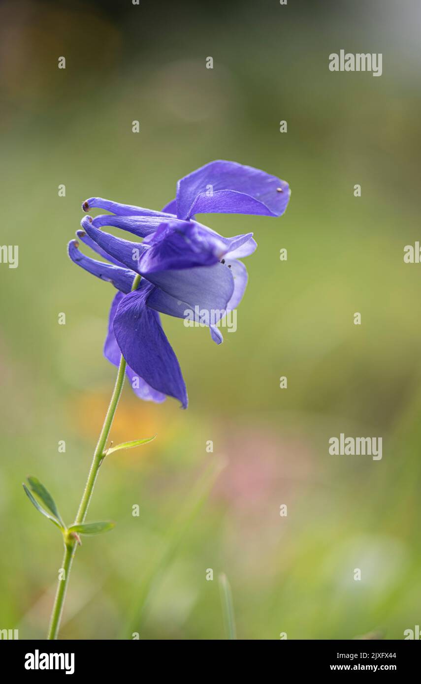 Alpine Columbine: Aquilegia alpina. Swiss Alps. Switzerland Stock Photo ...