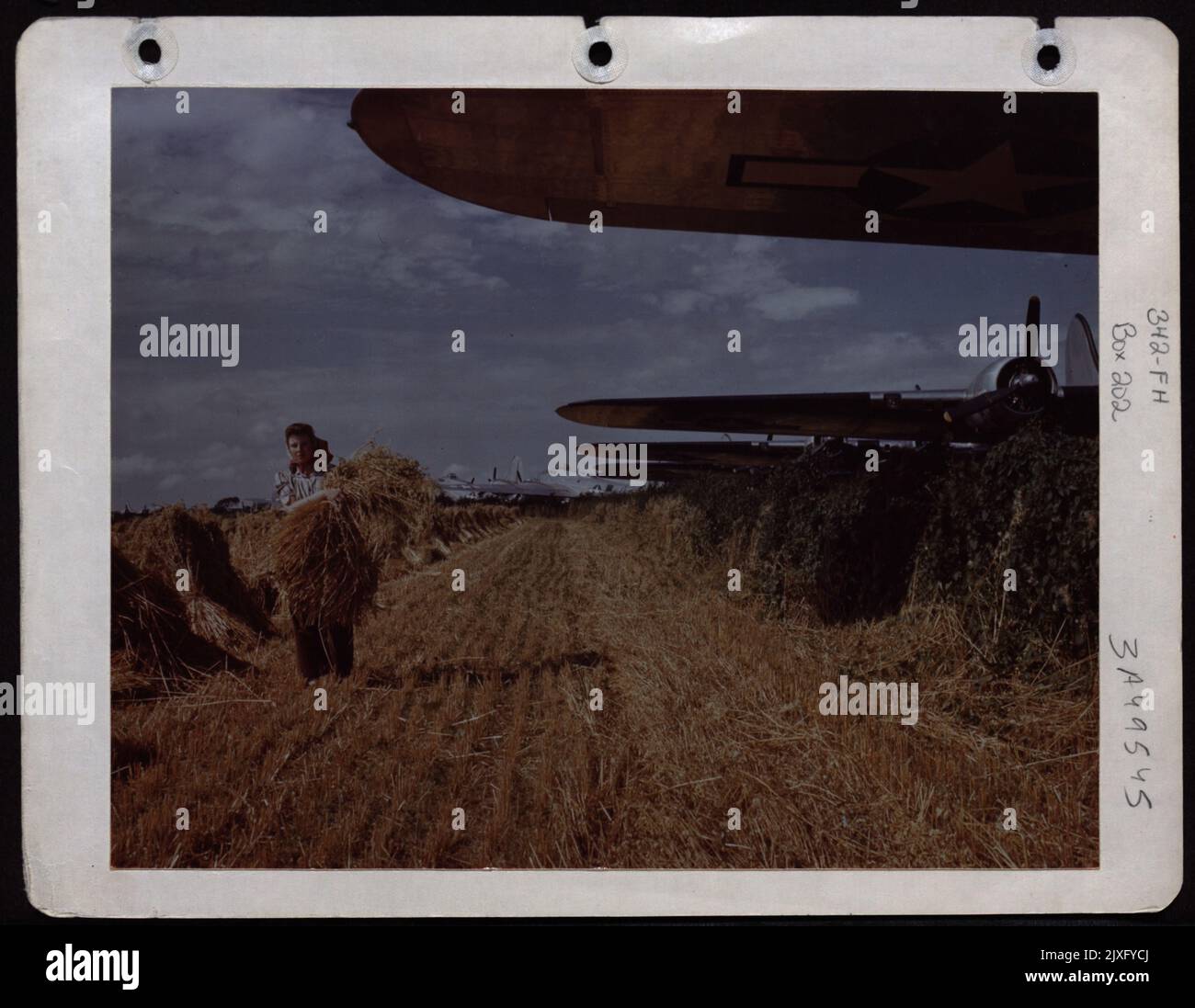 A Pretty English Miss Gathers Oats On A Farm In Midst Of Widely ...