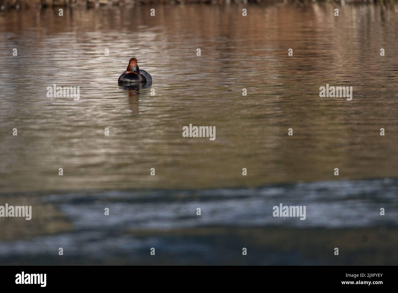 Redhead duck on winter pond in upstate New York Stock Photo - Alamy