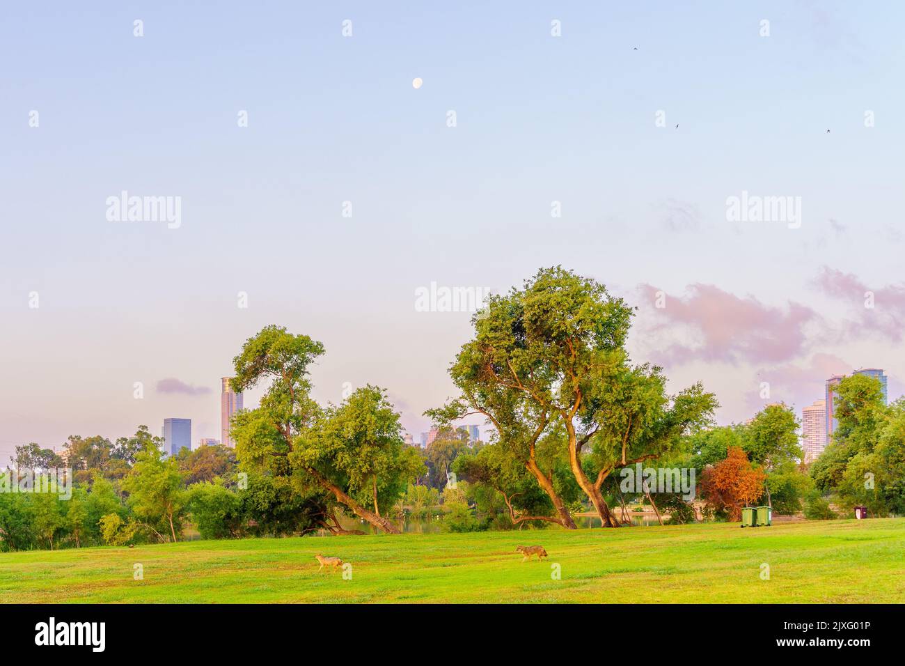 Jackals tel aviv hi-res stock photography and images - Alamy