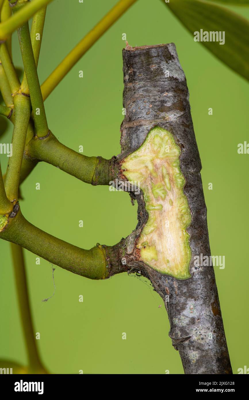 Mistletoe: Viscum album. A hemiparasite. Haustoria entering host plant ...