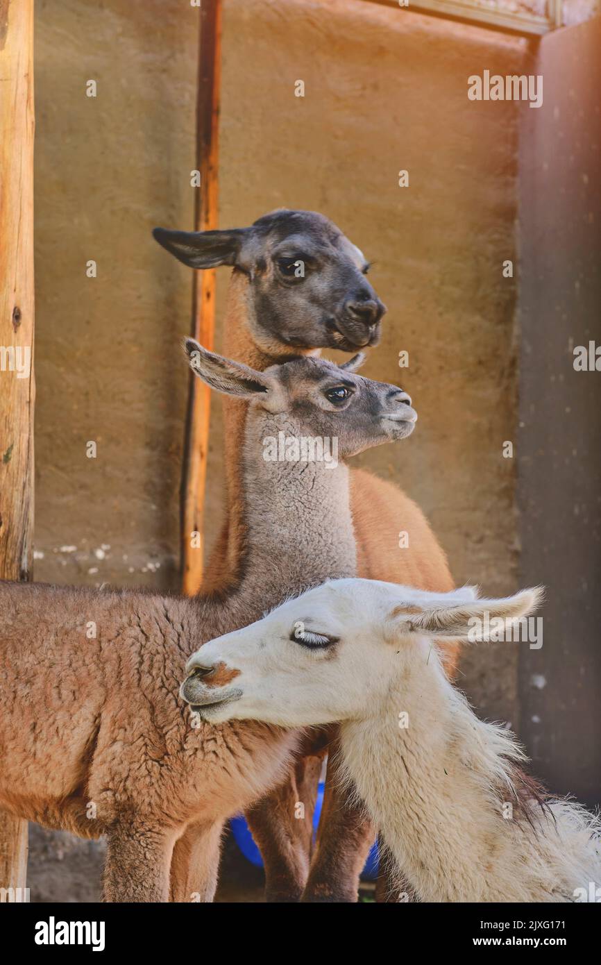 Alpaca portrait. Guanaco and Llamas on a farm in Arequipa, Peru ...