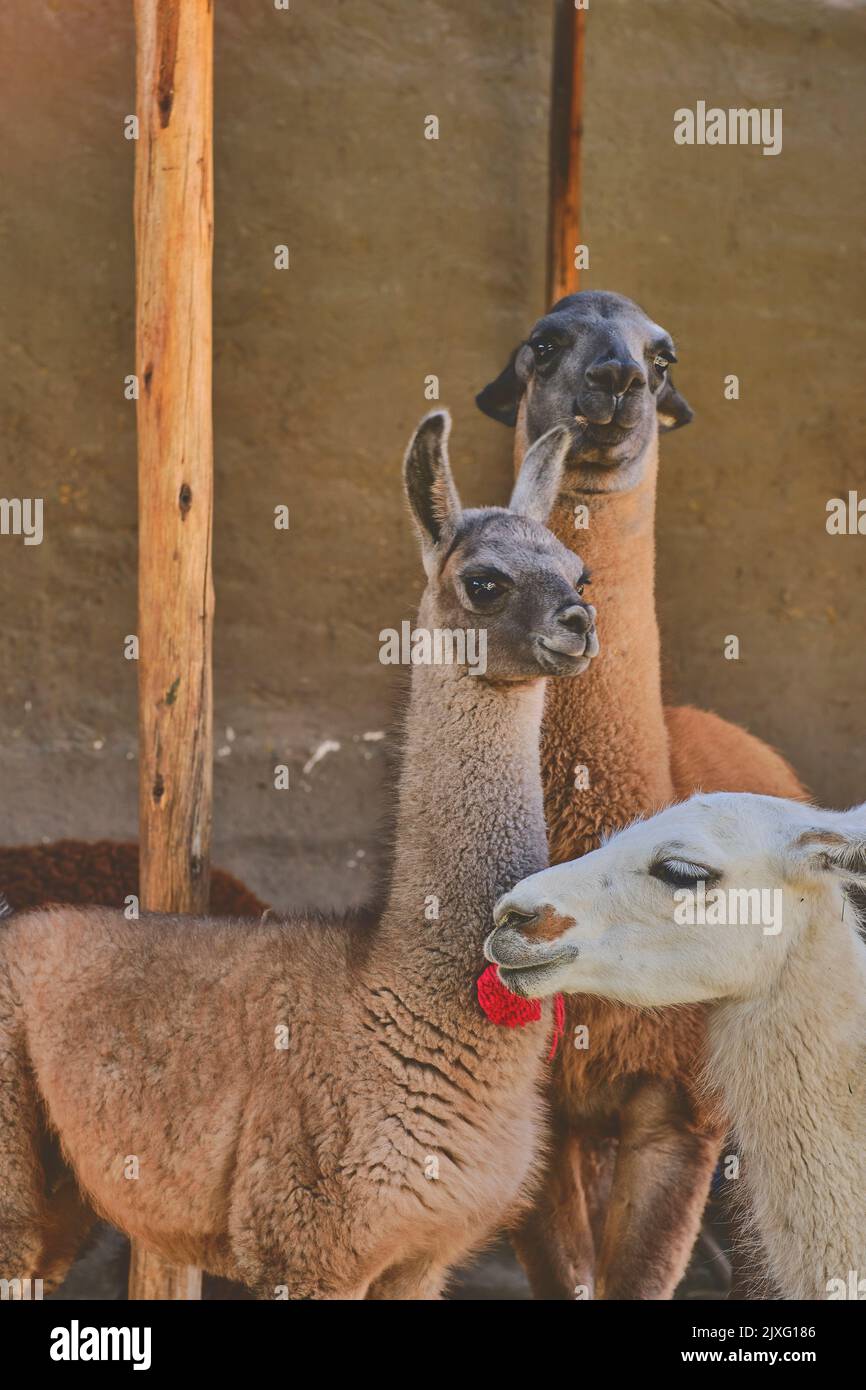 Alpaca portrait. Guanaco and Llamas on a farm in Arequipa, Peru ...