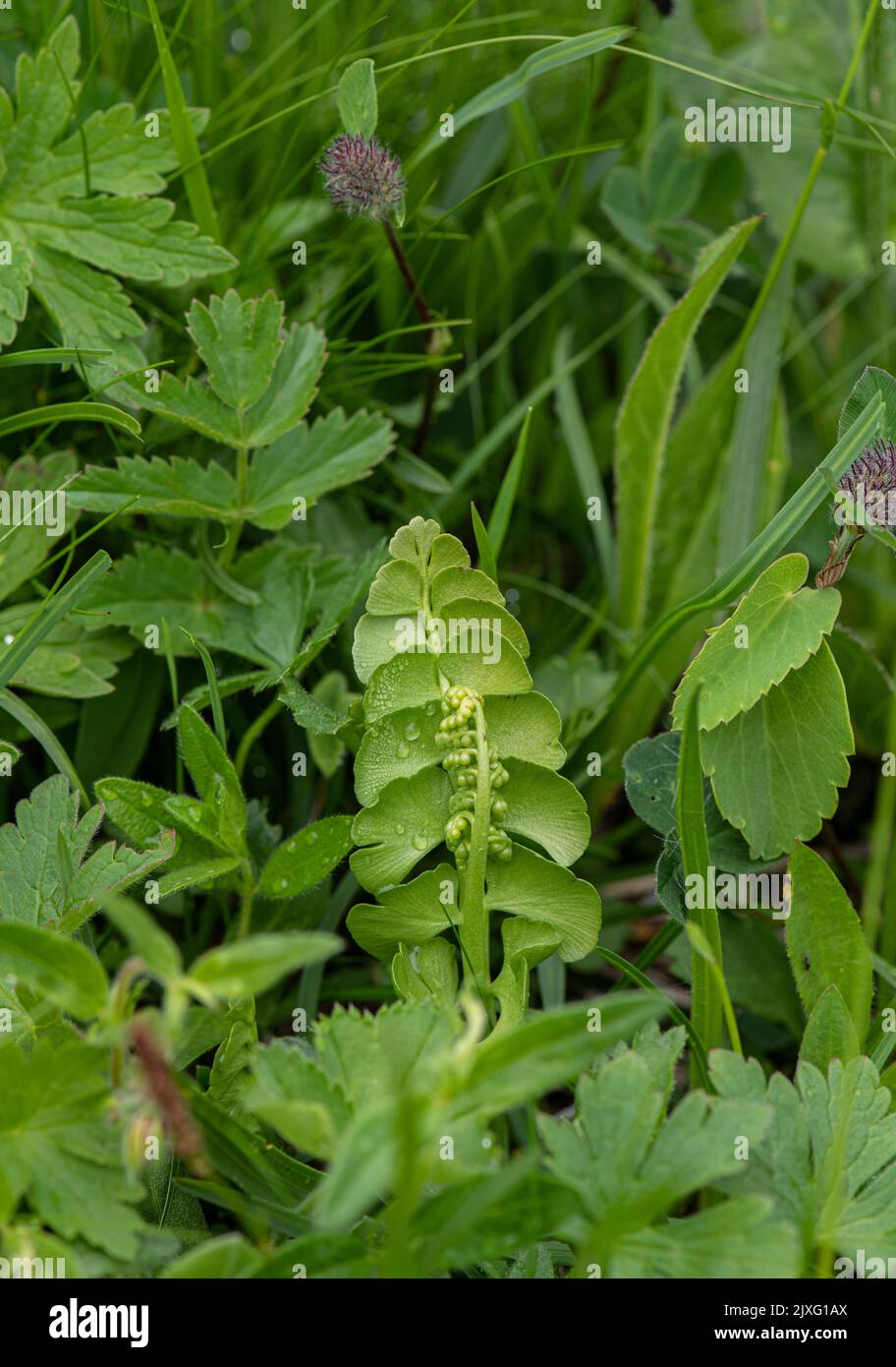 Moonwort fern hi-res stock photography and images - Alamy