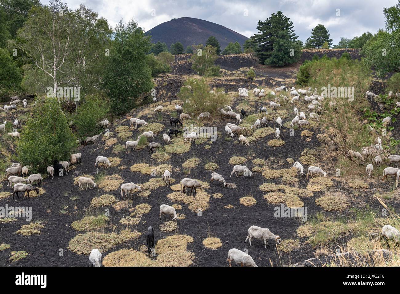 A flock of sheep grazing high on the harsh volcanic slopes of Mount ...