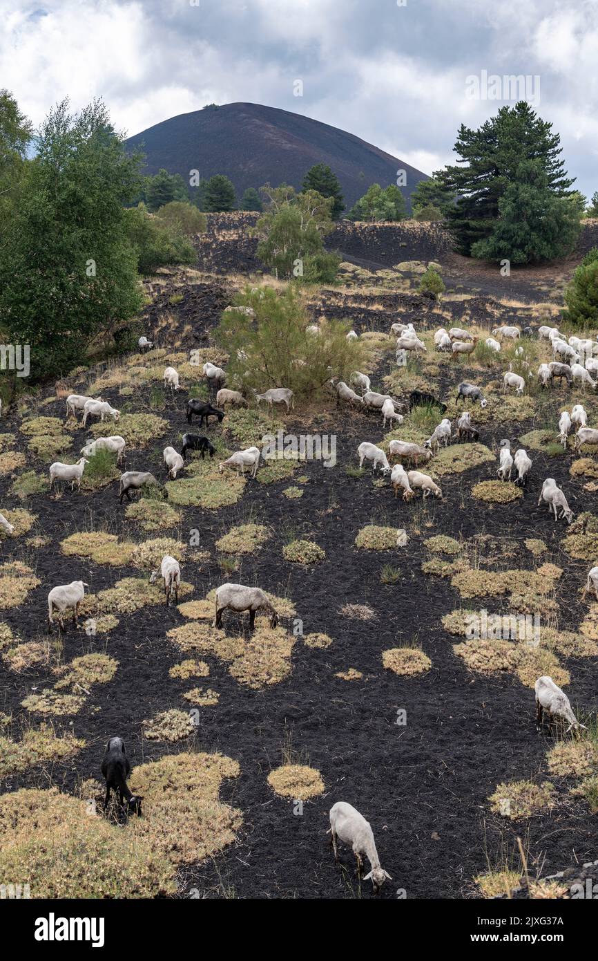A flock of sheep grazing high on the harsh volcanic slopes of Mount ...