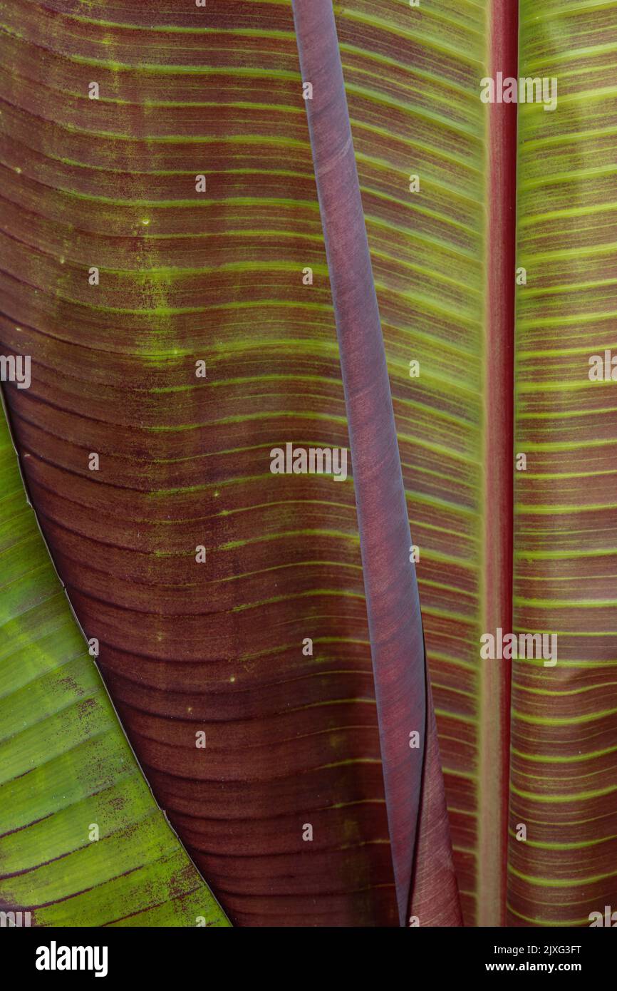 Ethiopian Black Banana: Ensete ventricosum "Maurelli Stock Photo - Alamy