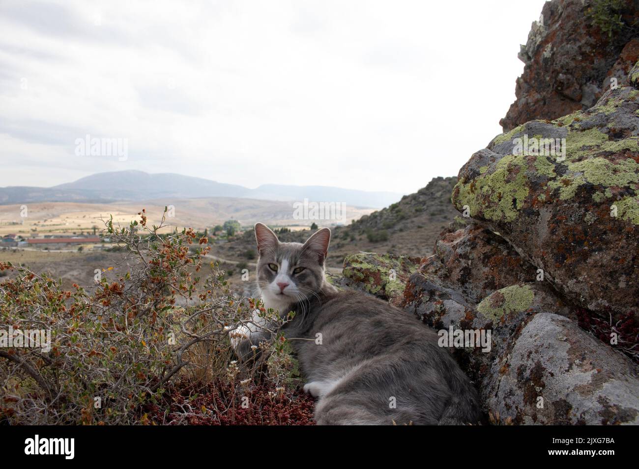 cute cat on the rock Stock Photo - Alamy