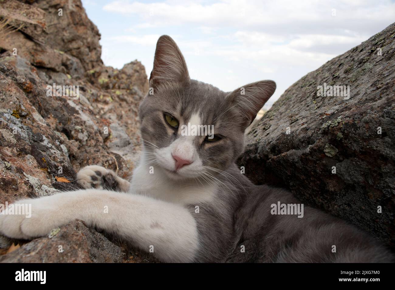 cute cat on the rock Stock Photo - Alamy