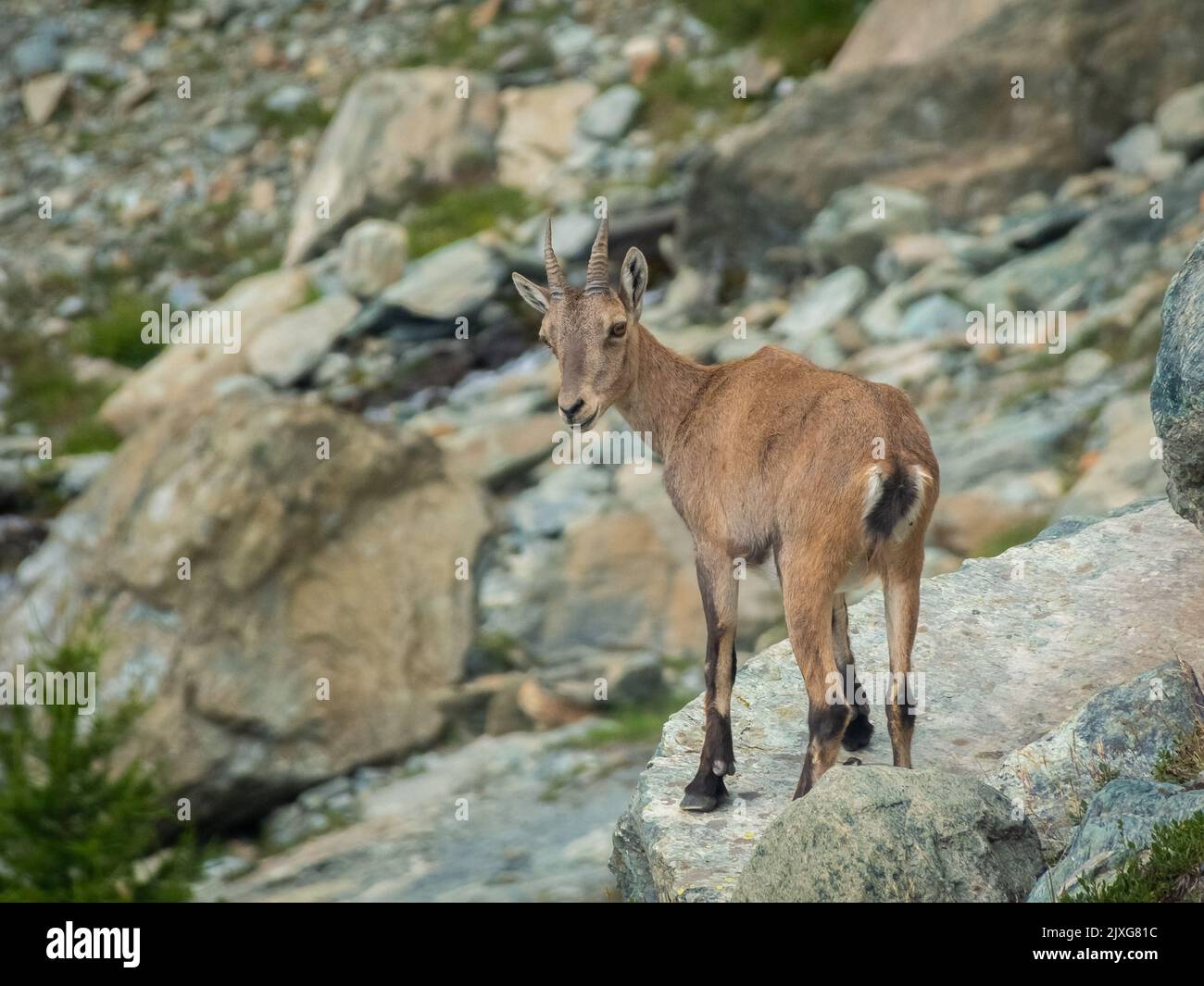 Little wild ibex cub in the Italian Alps of Ayes Stock Photo - Alamy