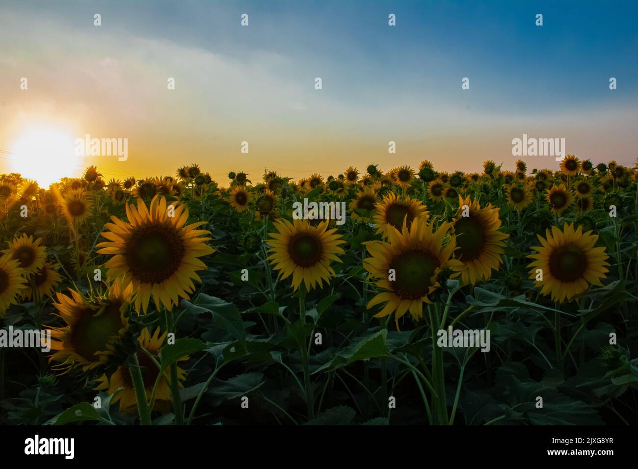 Sunflower garden on the evening sunset timing in Thiruttani Tamilnadu ...