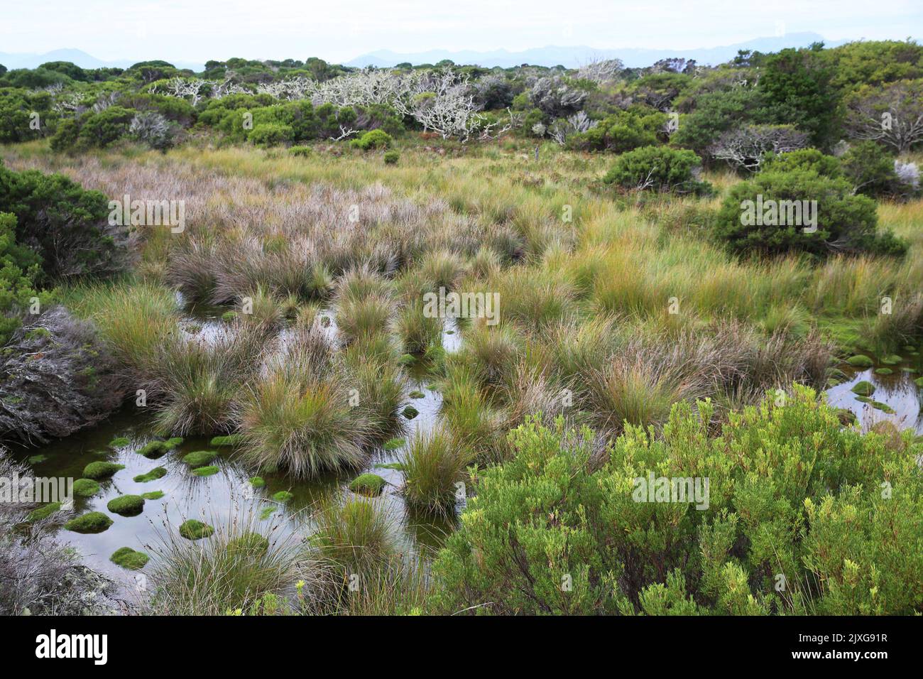 The marshes behind the sand dunes at James Kelly Basin, inside Port ...