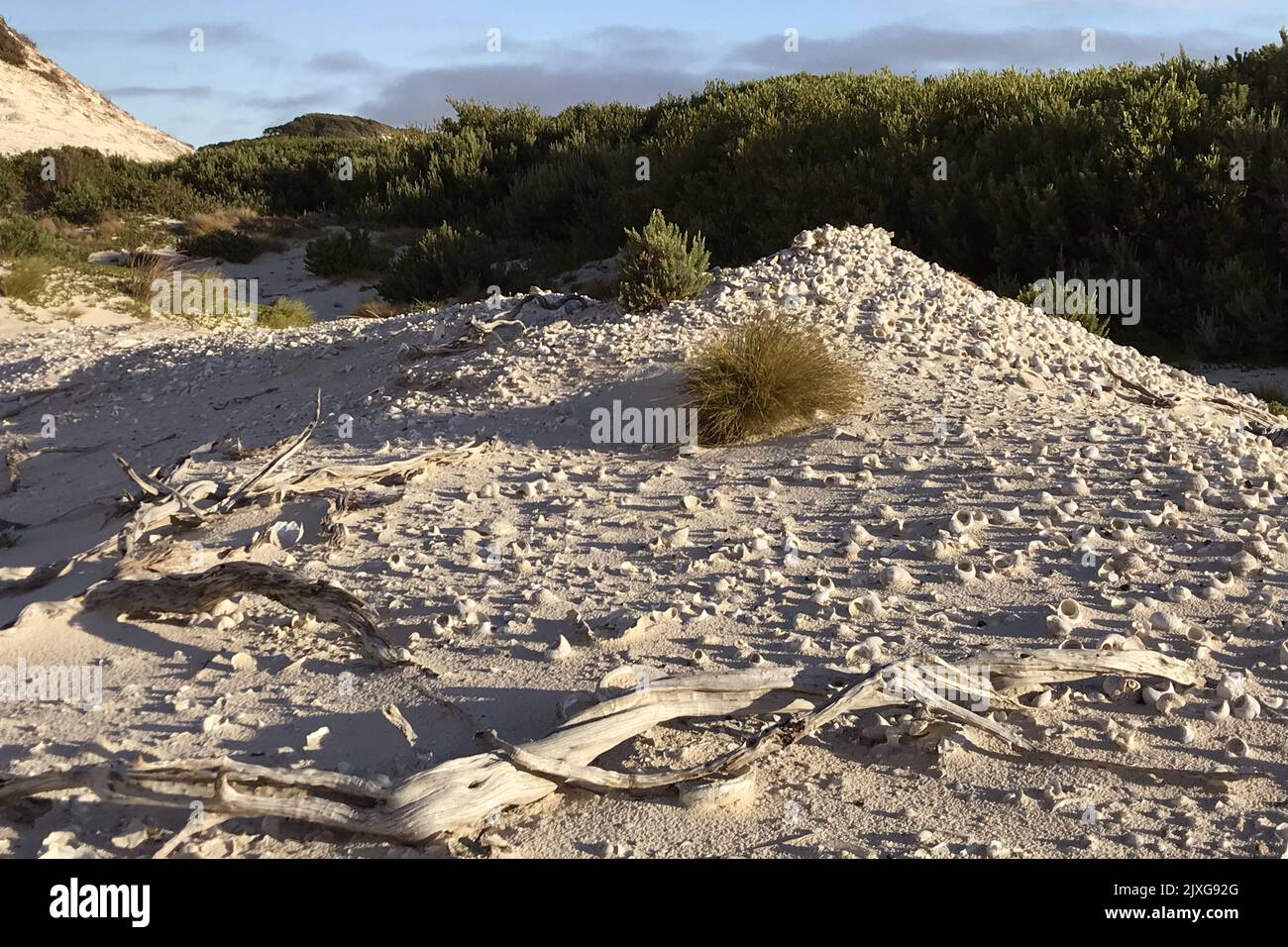 Aboriginal shell middens behind the sand dunes at Stephens Bay in ...