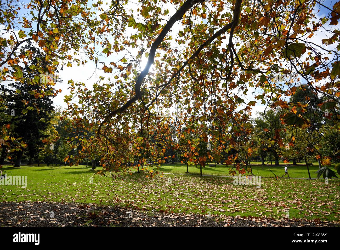 Trees with Autumn leaves are seen in the Fitzroy Gardens in Melbourne ...