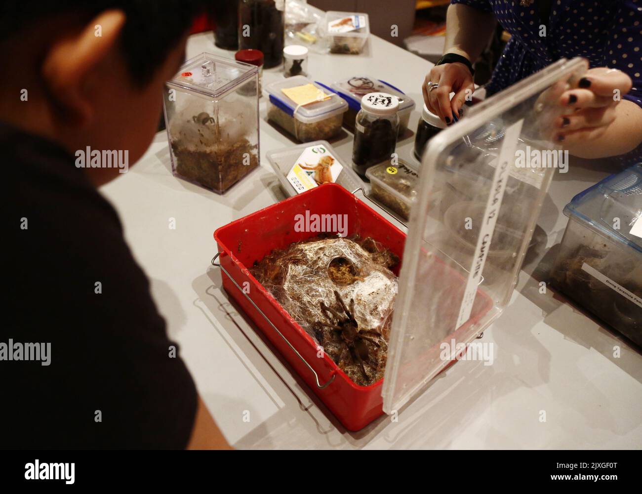 Spiders are fed insects during a live feeding demonstration at the ...