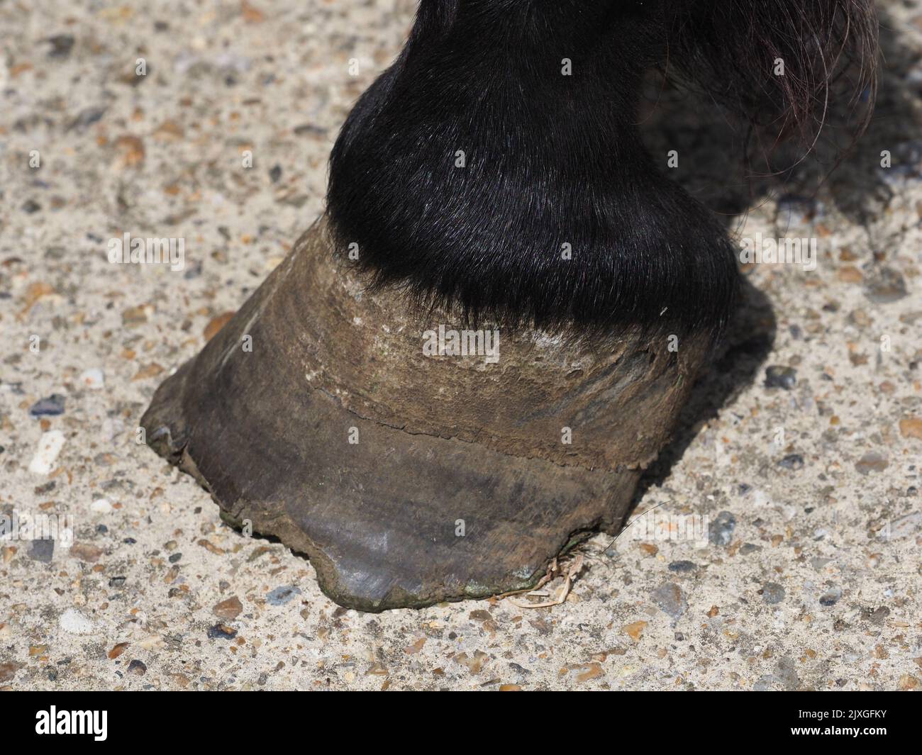 A close up of an over grown horse hoof Stock Photo - Alamy