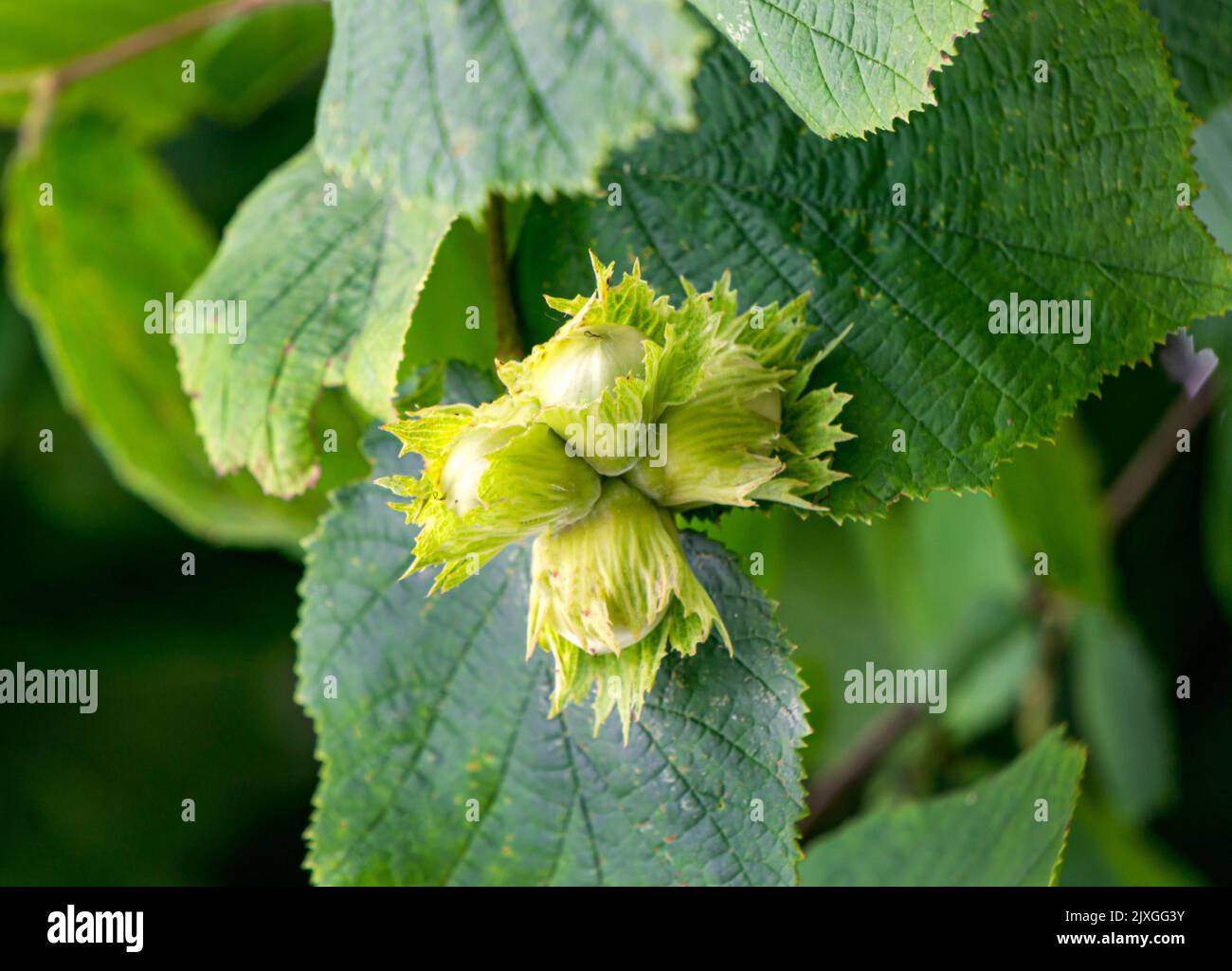 Green unripe hazelnuts on a branch in the garden Stock Photo - Alamy