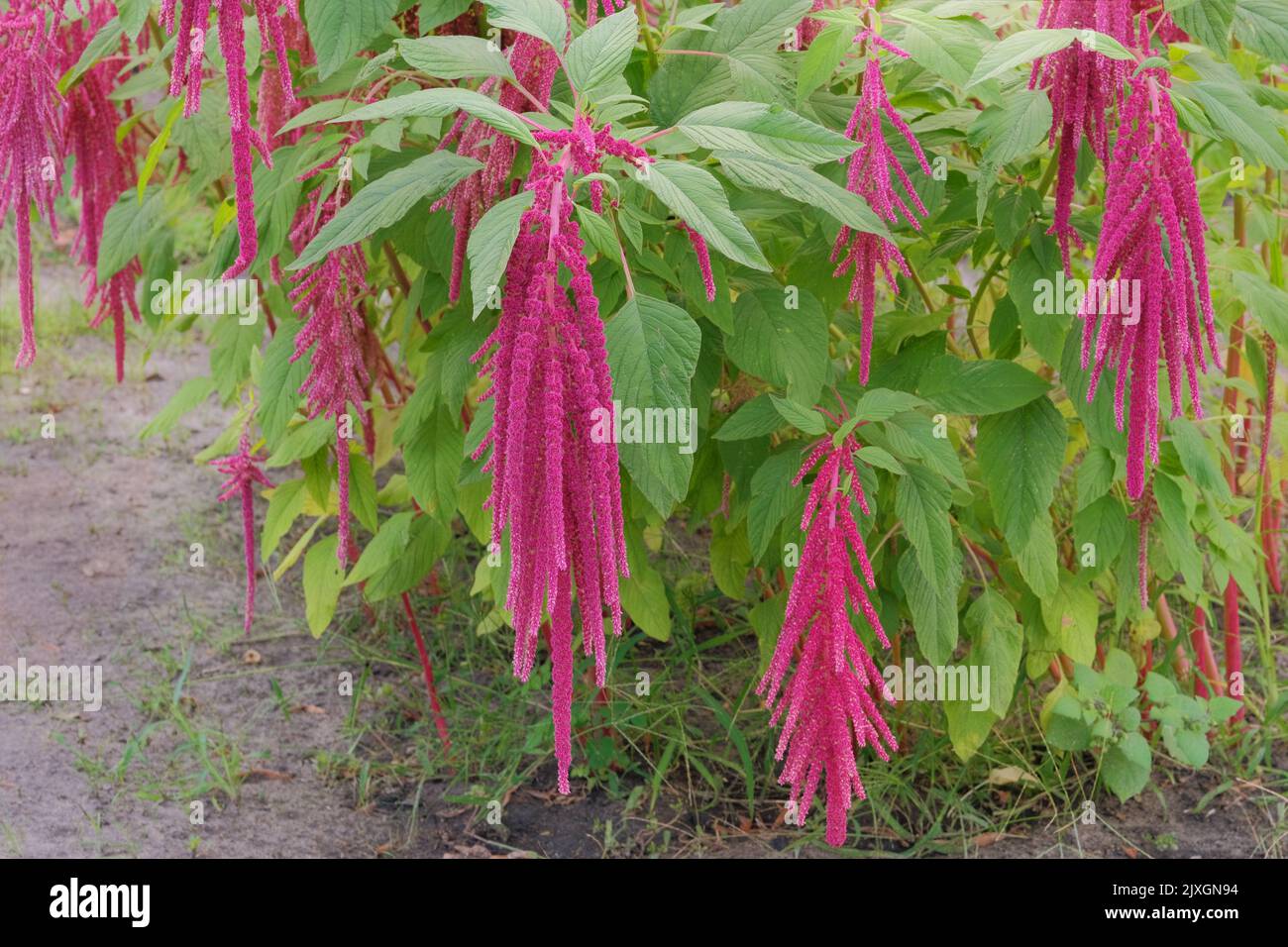 Amaranthus caudatus of crimson color. Red flowers in organic garden ...