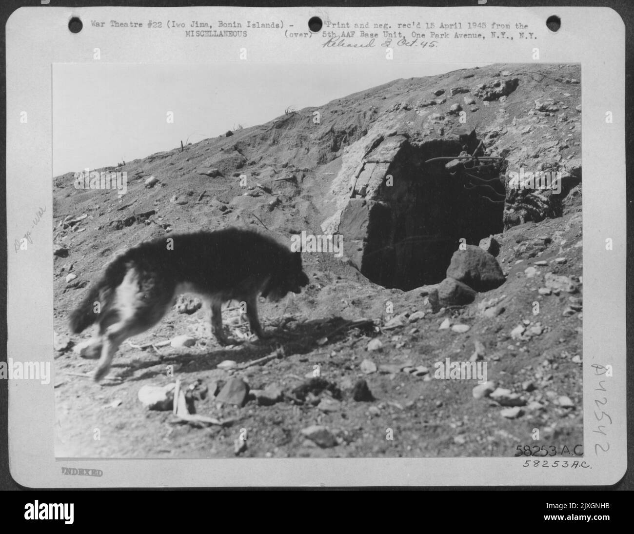 Pfc. Ricky, Half Collie, Half Shepard, Is Shown Crawling Into Mouth Of ...