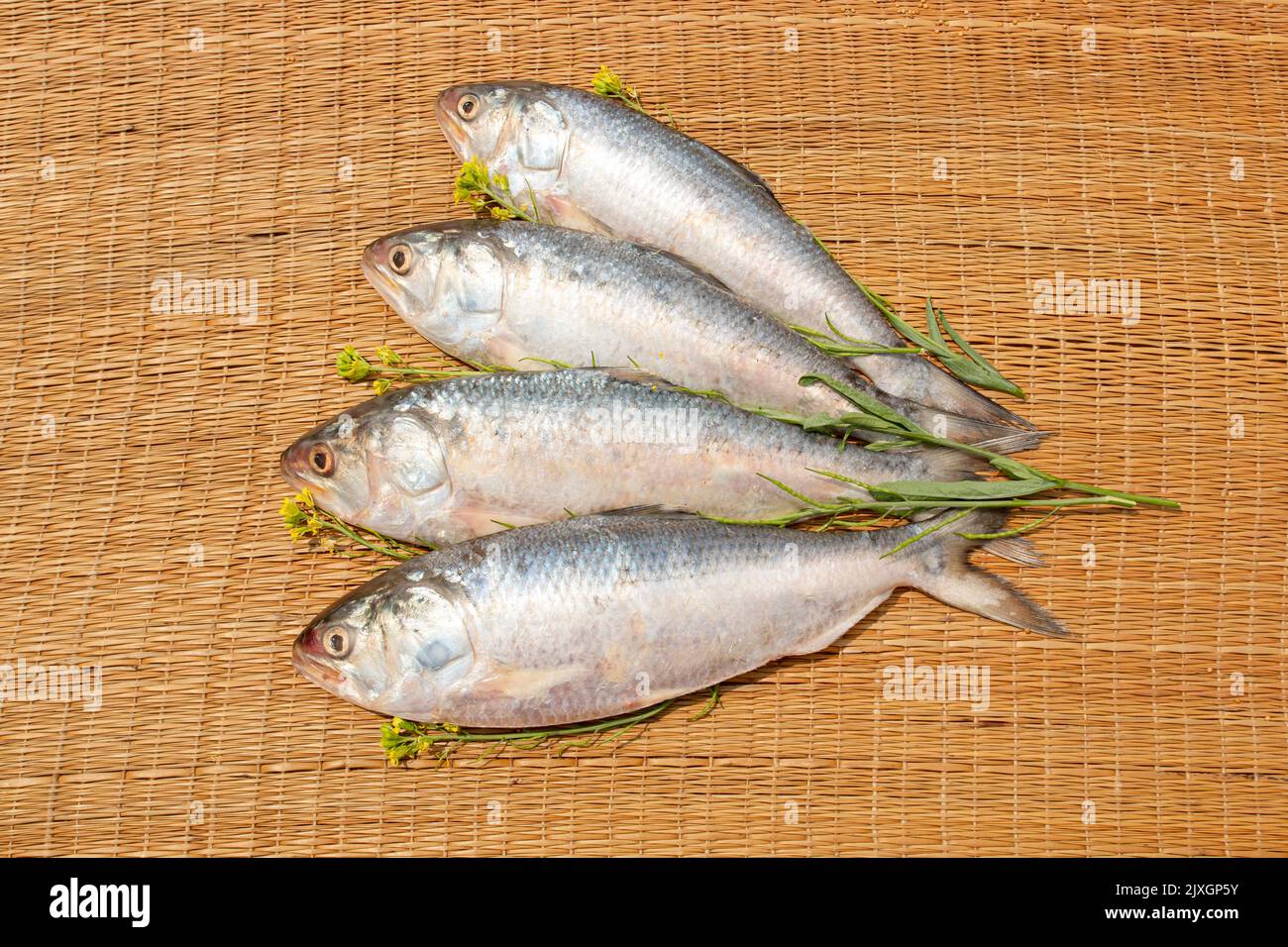 Tenualosa ilisha. Raw uncooked Hilsa or terubok pieces on a clay plate ...