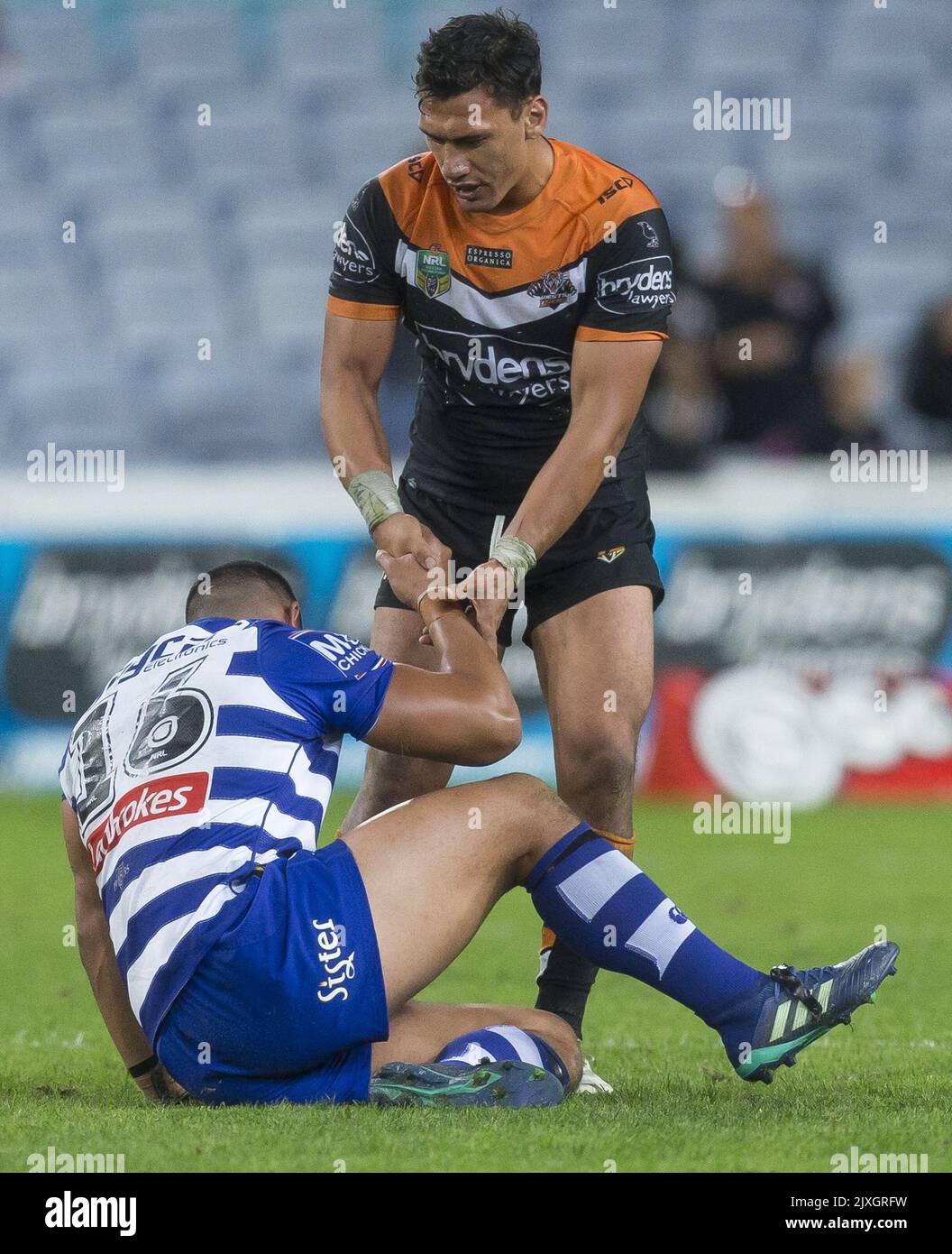Elijah Taylor of the Tigers helps Renouf Toomaga of the Bulldogs up ...
