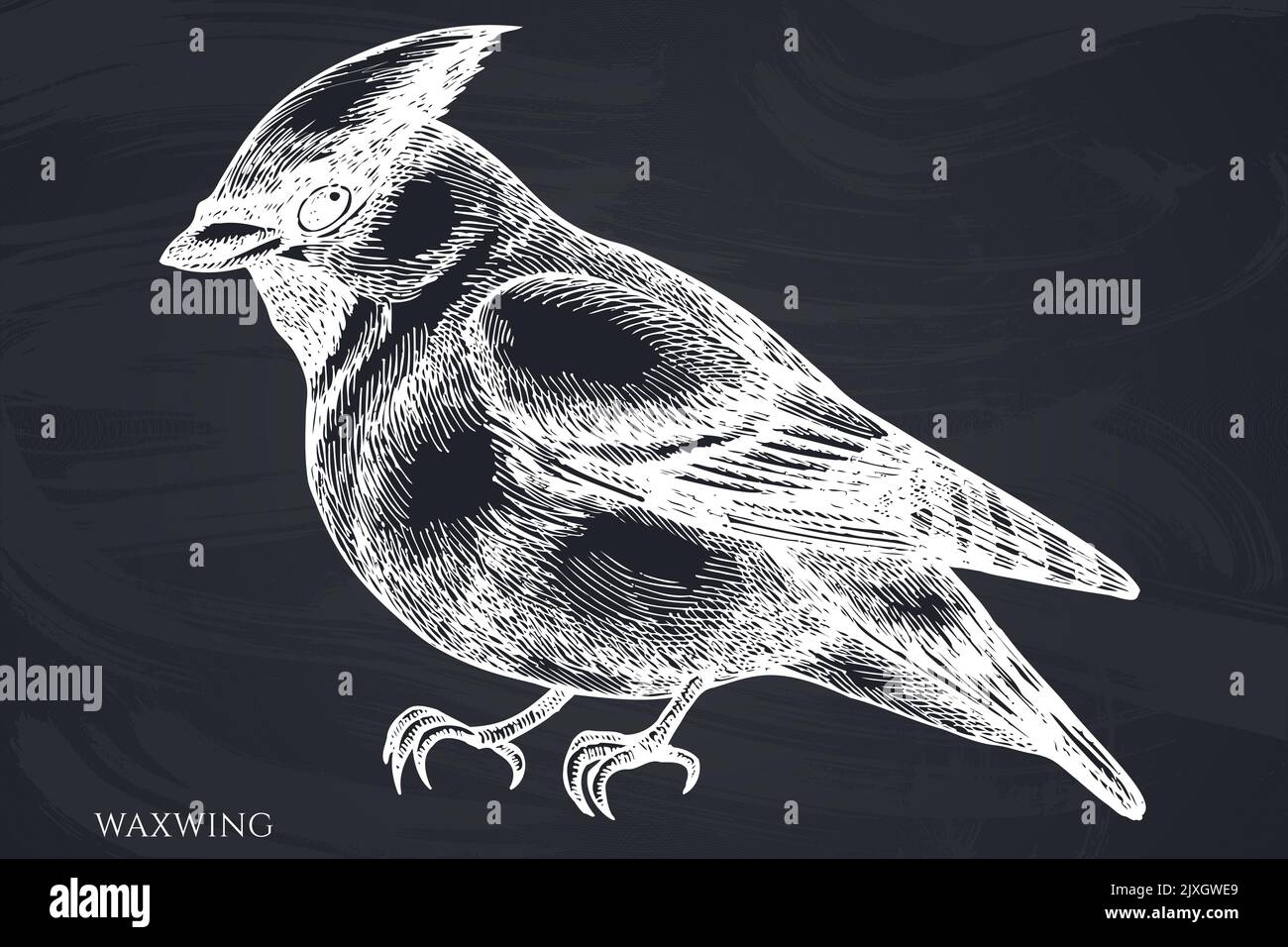 Mysterious forest hand drawn vector illustrations collection. Chalk ...