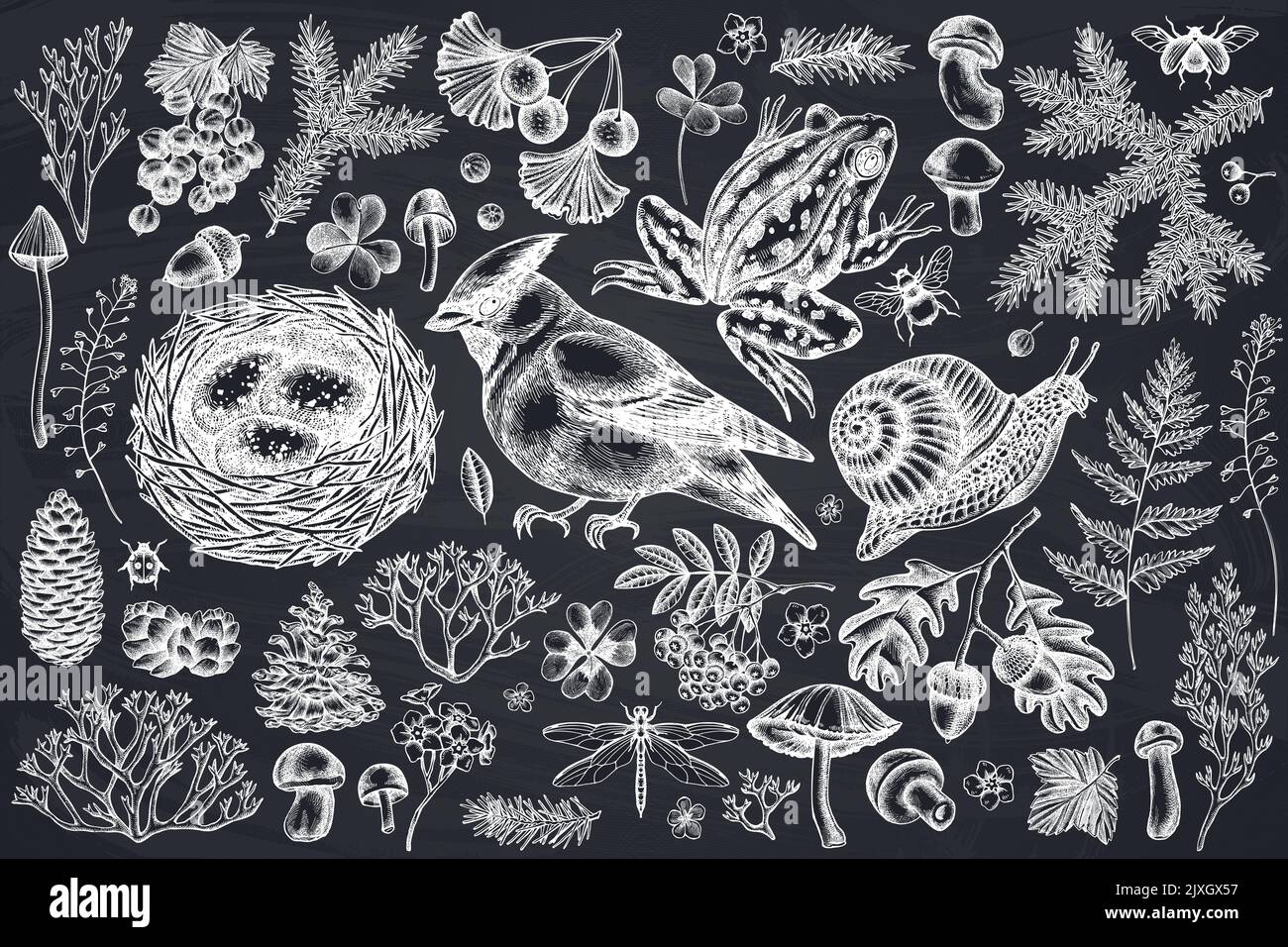 Mysterious forest hand drawn vector illustrations collection. Chalk ...