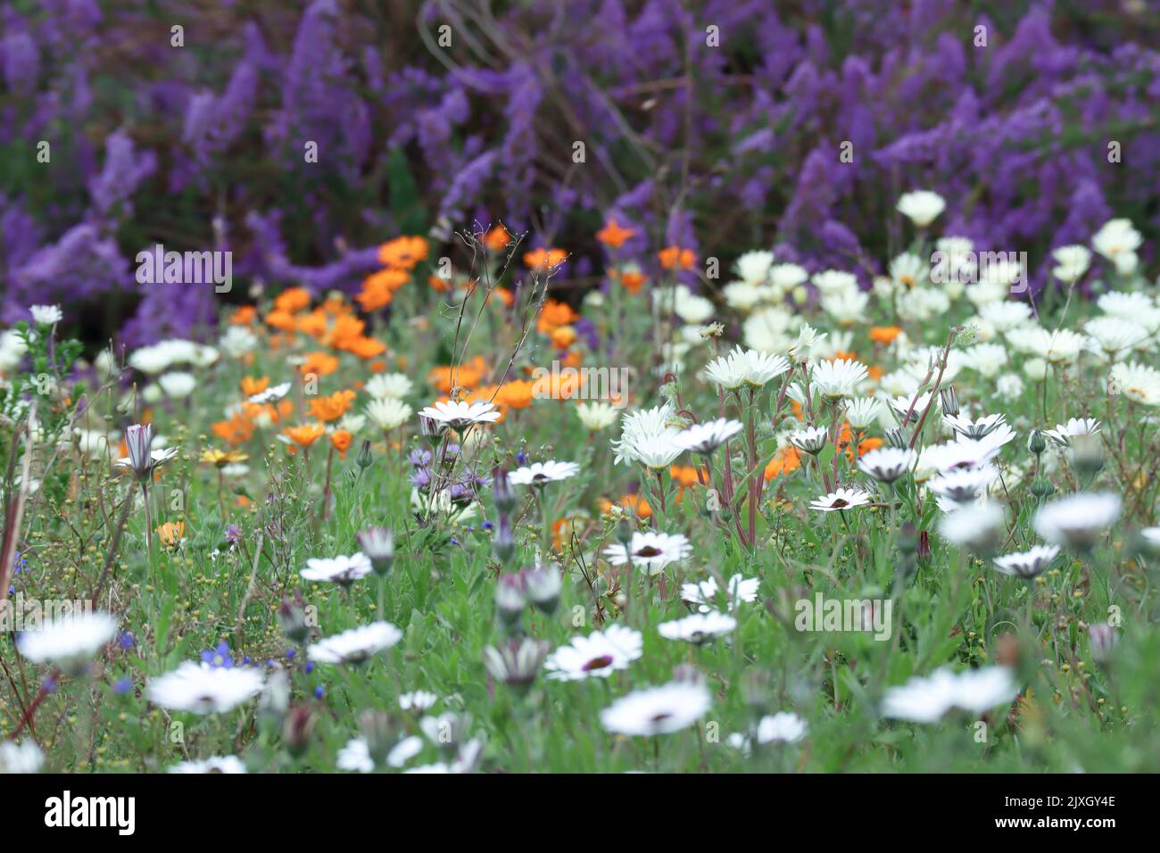 Fields of flowers in spring time. Blooming daisies in the Kirstenbosch ...