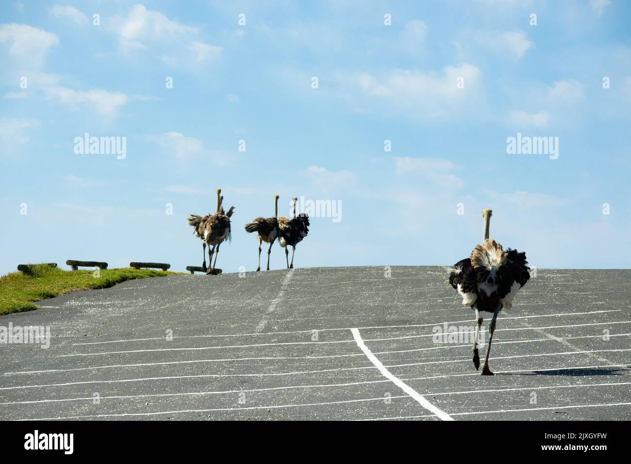 Ostriches running free in the Cape Point Nature Reserve in Cape Town ...