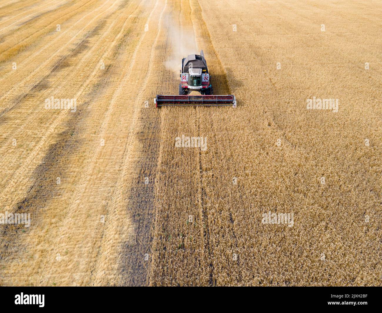 Combines mow wheat in the field.Agro-industry.Combine Harvester Cutting ...
