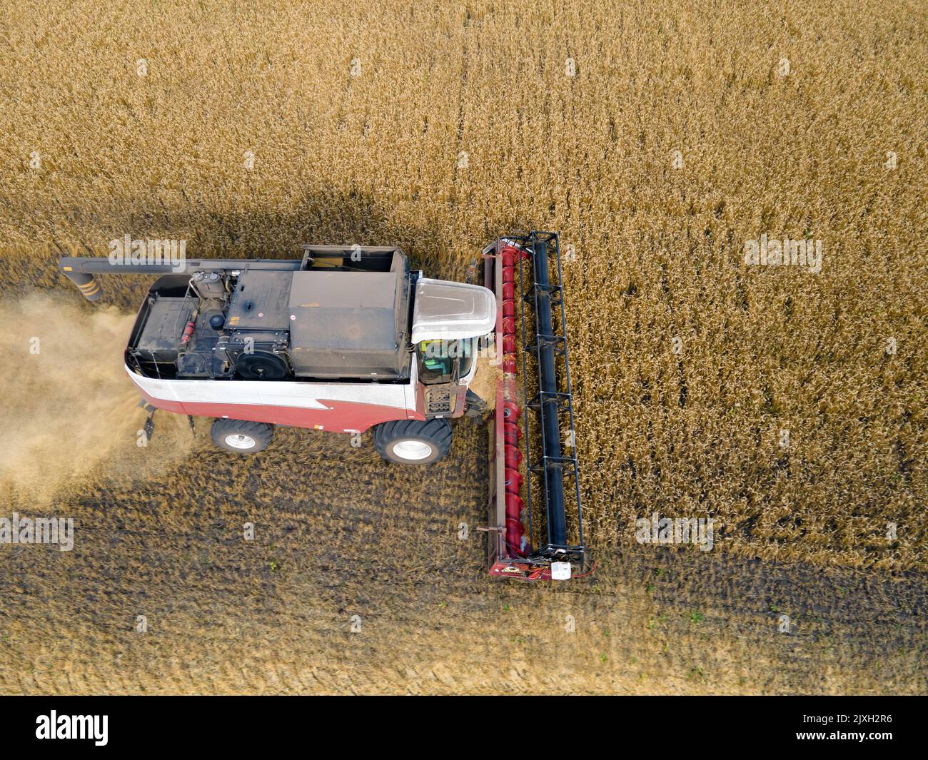 Combines mow wheat in the field.Agro-industry.Combine Harvester Cutting ...