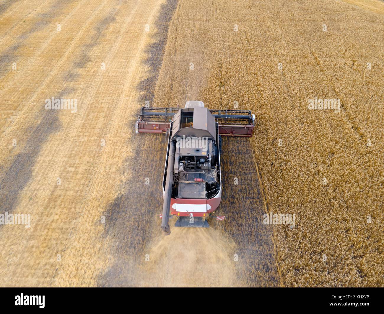 Combines mow wheat in the field.Agro-industry.Combine Harvester Cutting ...