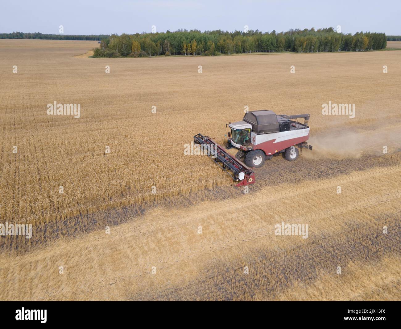 Combines mow wheat in the field.Agro-industry.Combine Harvester Cutting ...
