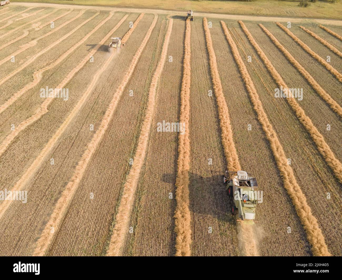 Combines mow rapeseed in the field.Agro-industrial complex.The combine ...