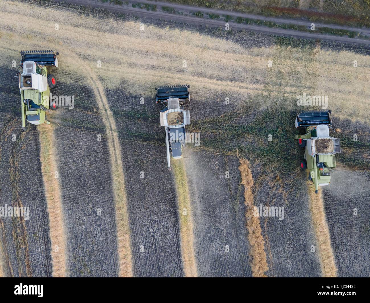 Combines mow rapeseed in the field.Agro-industrial complex.The combine ...