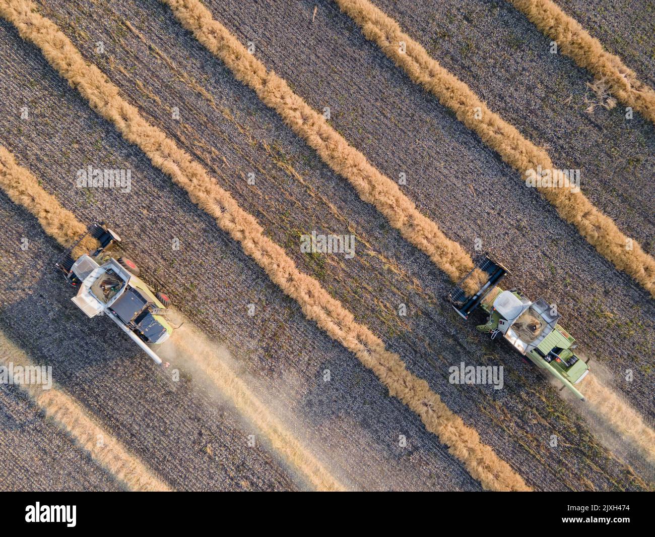 Combines mow rapeseed in the field.Agro-industrial complex.The combine ...