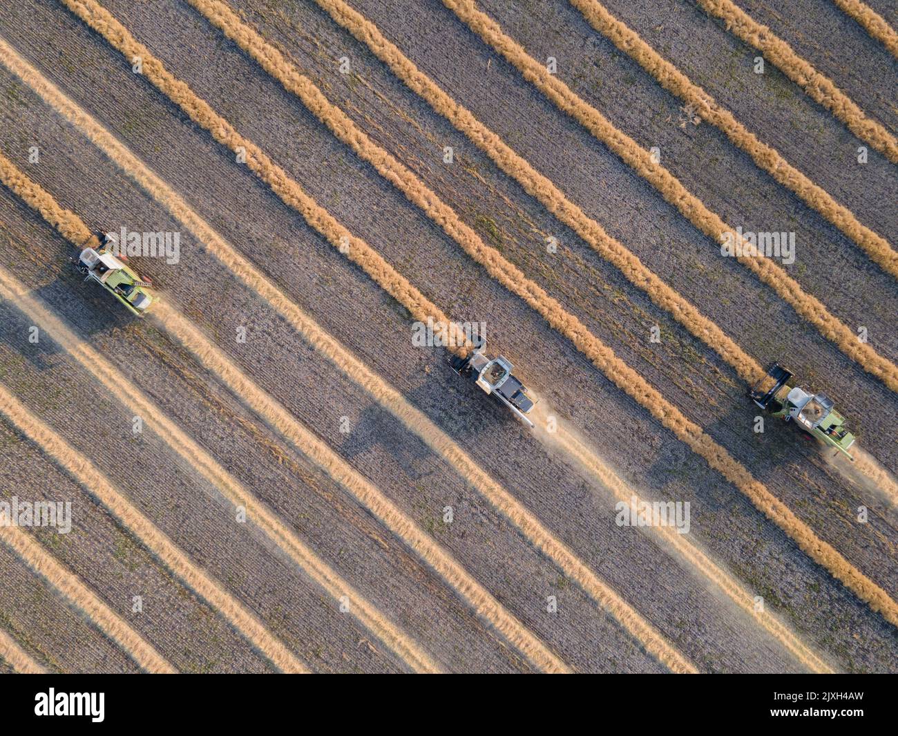 Combines mow rapeseed in the field.Agro-industrial complex.The combine ...