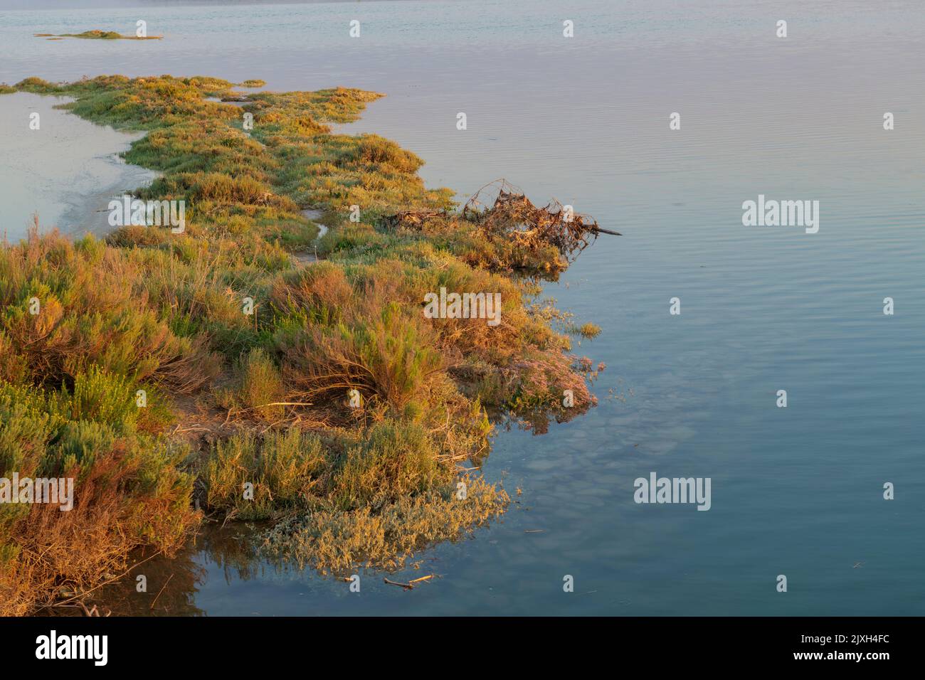 Marshes. Panoramic view of the Lilleau des Niges National Nature ...