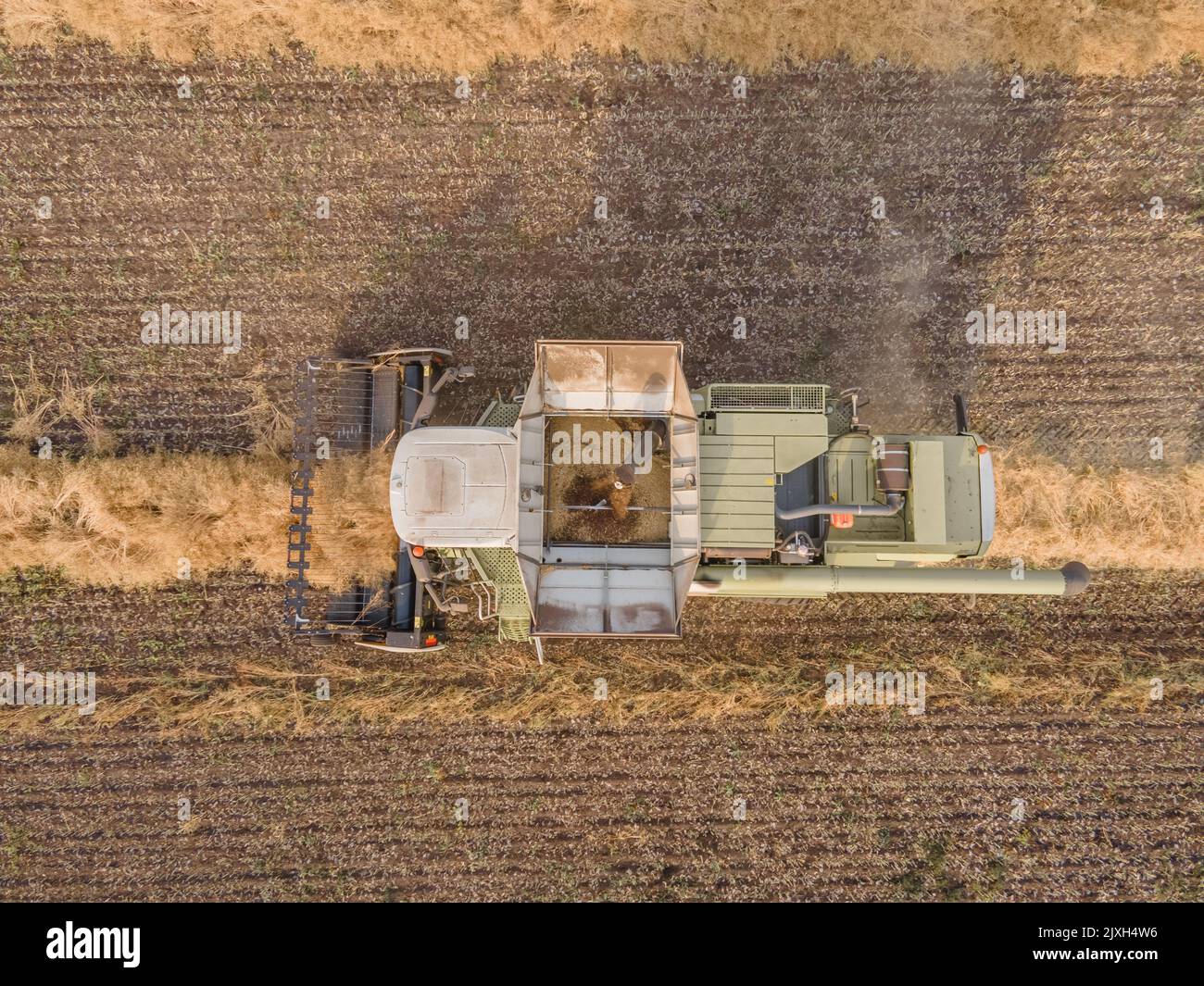 Combines mow rapeseed in the field.Agro-industrial complex.The combine ...