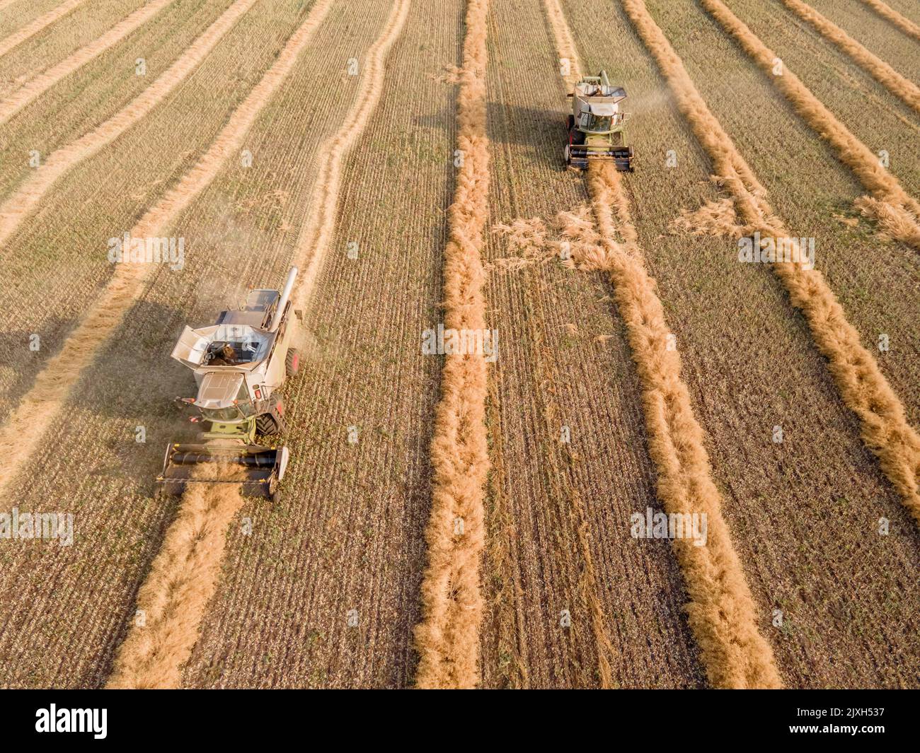 Combines mow rapeseed in the field.Agro-industrial complex.The combine ...