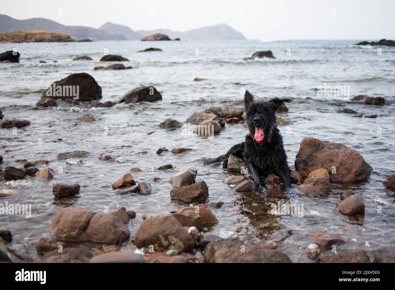 Dog playing at the rocky snorkeling area at Los Escullos Beach, in the ...