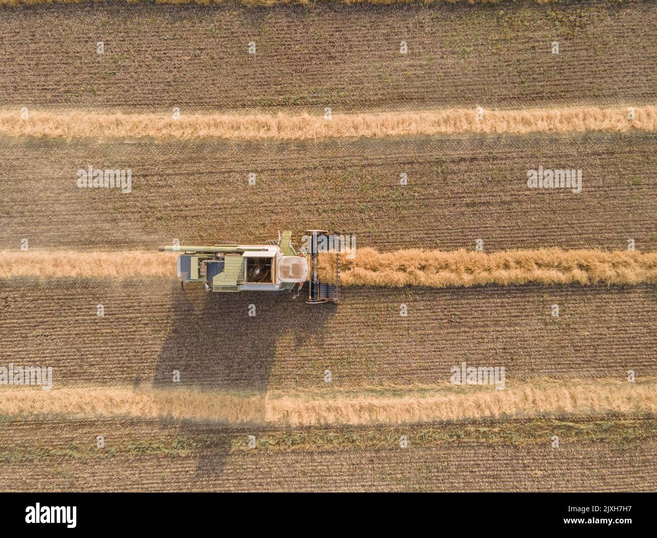 Combines mow rapeseed in the field.Agro-industrial complex.The combine ...