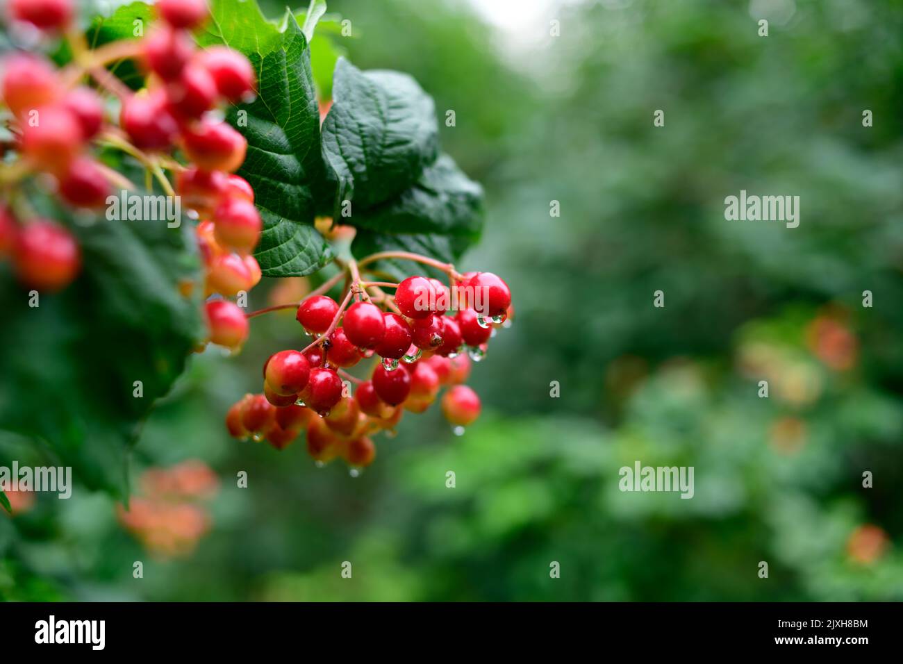Red schisandra branches. Schizandra chinensis plant with fruits on the ...