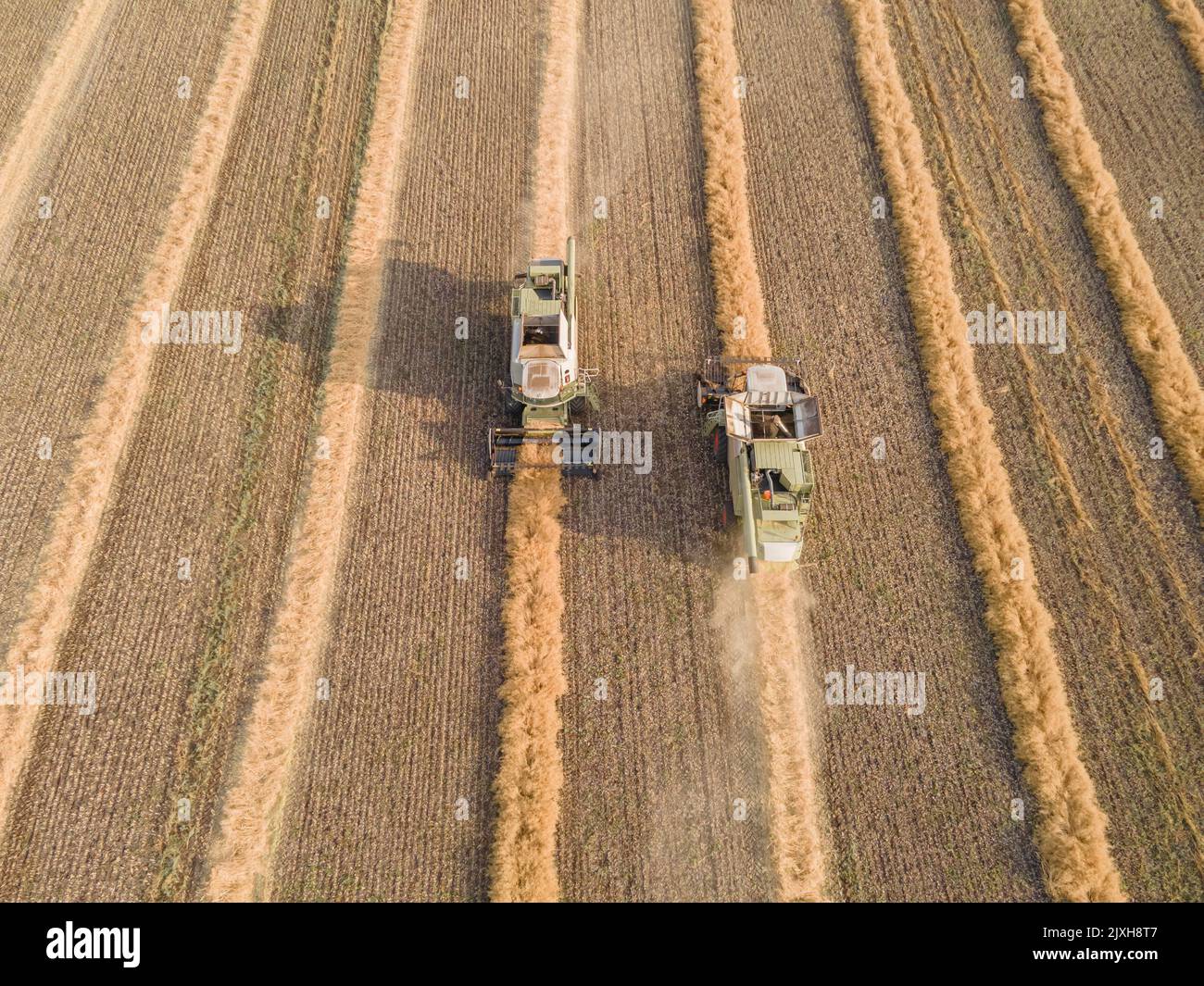 Combines mow rapeseed in the field.Agro-industrial complex.The combine ...