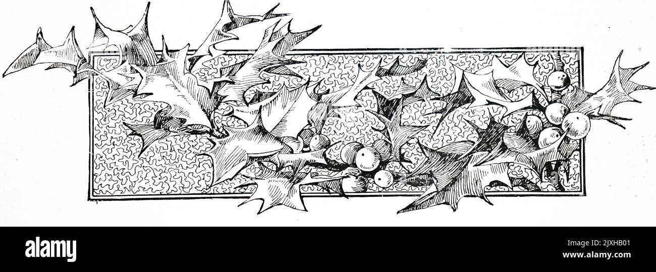 Illustration depicting holly. Dated 20th Century Stock Photo - Alamy