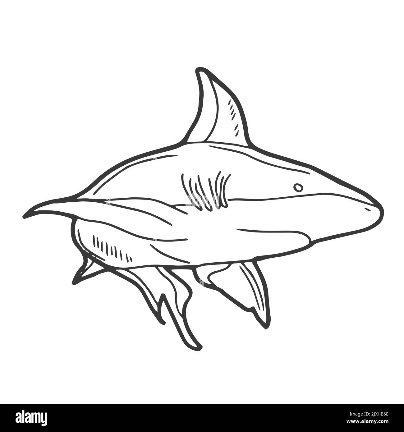 Shark sketch logo Cut Out Stock Images & Pictures - Alamy