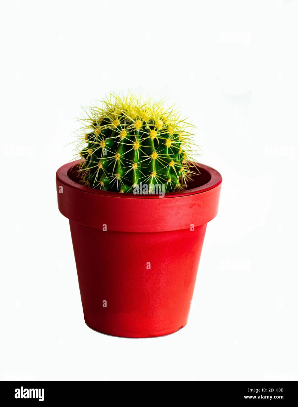 Barrel Cactus Flower Drawing