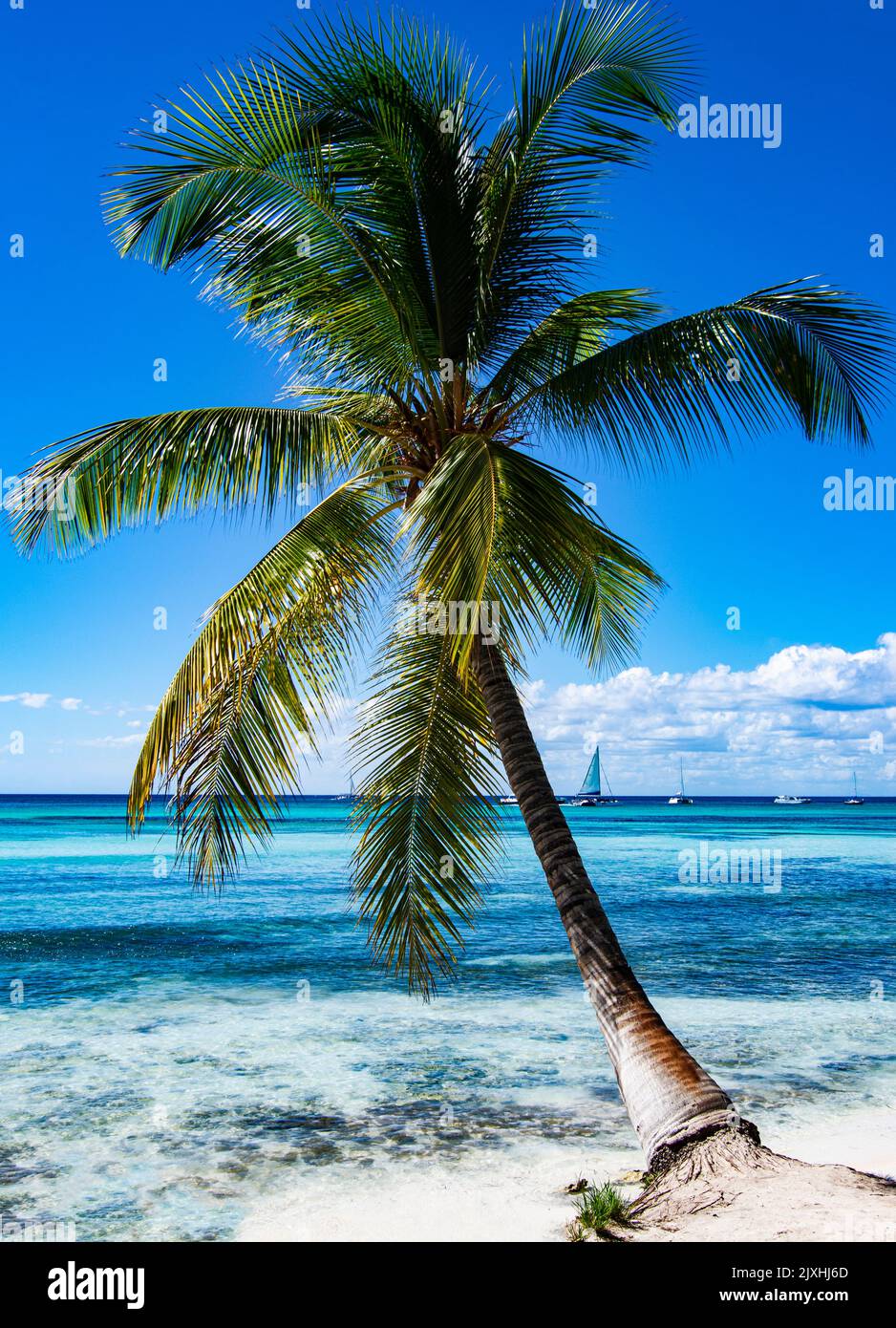 Single Palm Tree Bowing Down on Beach with Small Boats and Yachts on Ocean Horizon Background ...