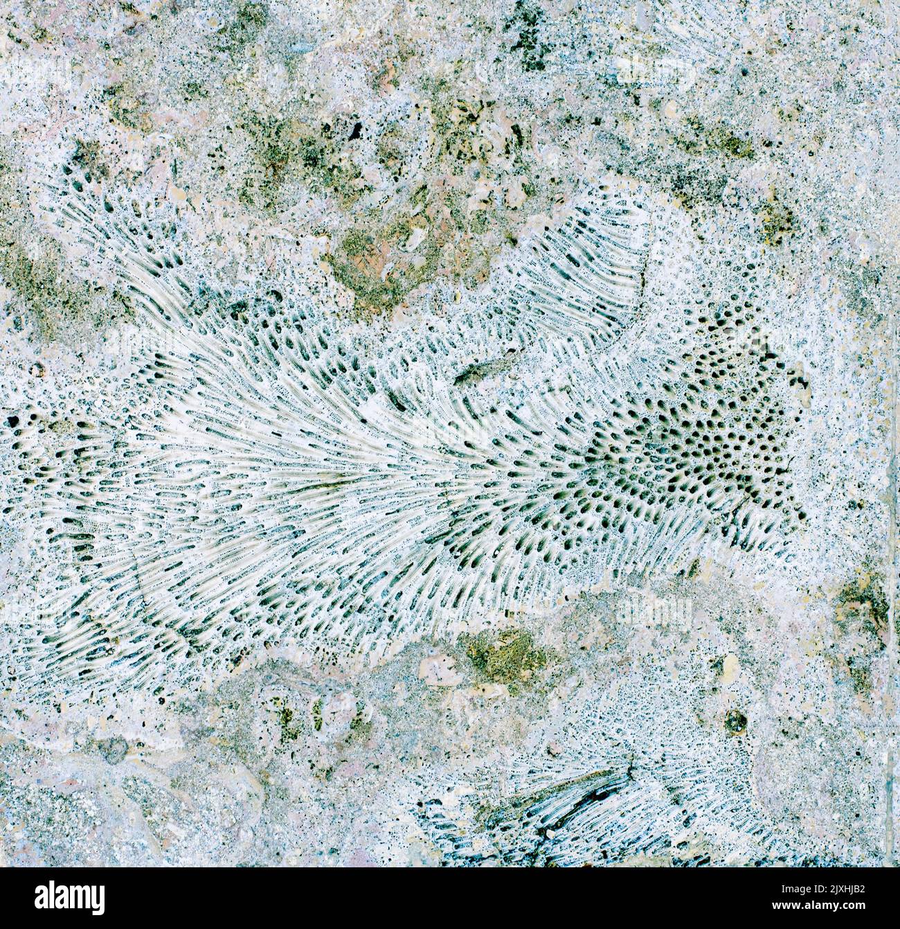 Background of Textured Coral Stone with Cross Section and Fancy Organic ...